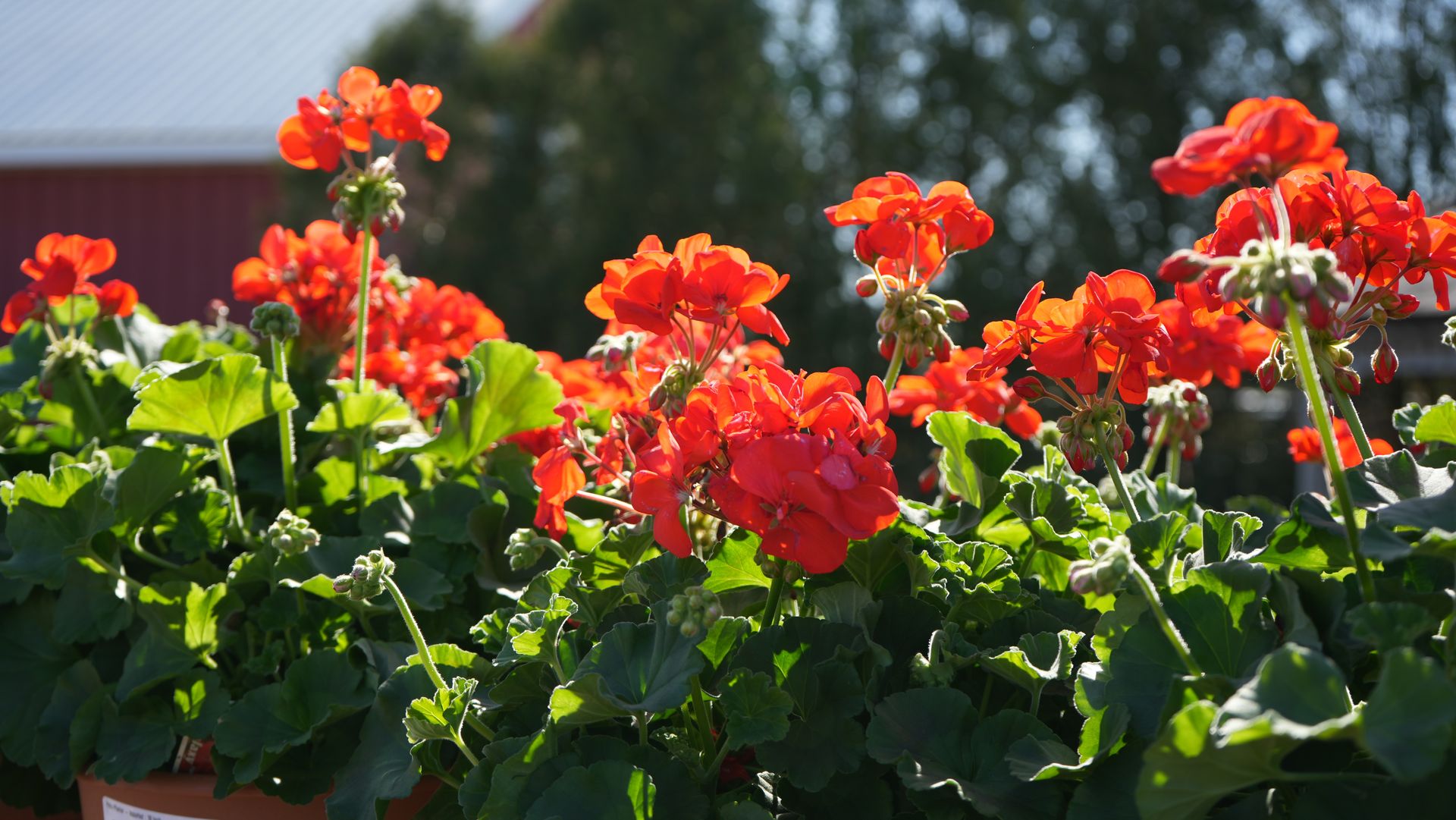 Garden Center & Supplies