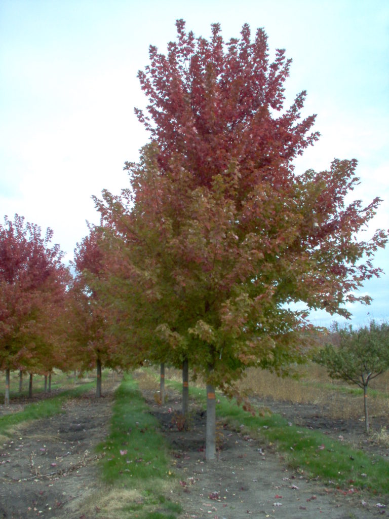 Scarlet Sentinel Red Maple : 5 Inch | Breezy Hill Nursery