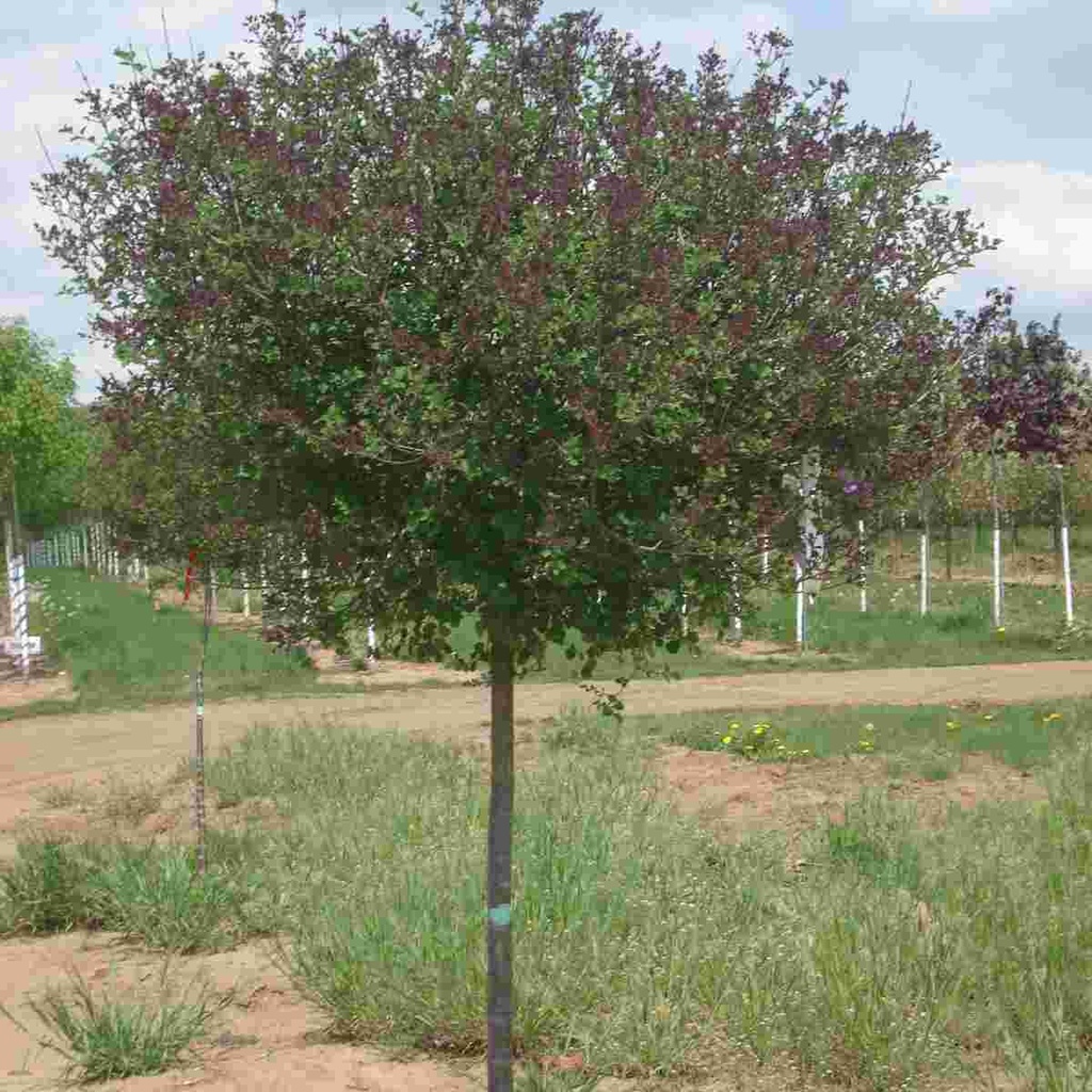 Dwarf Korean Lilac on STD : 15 Gallon | Breezy Hill Nursery
