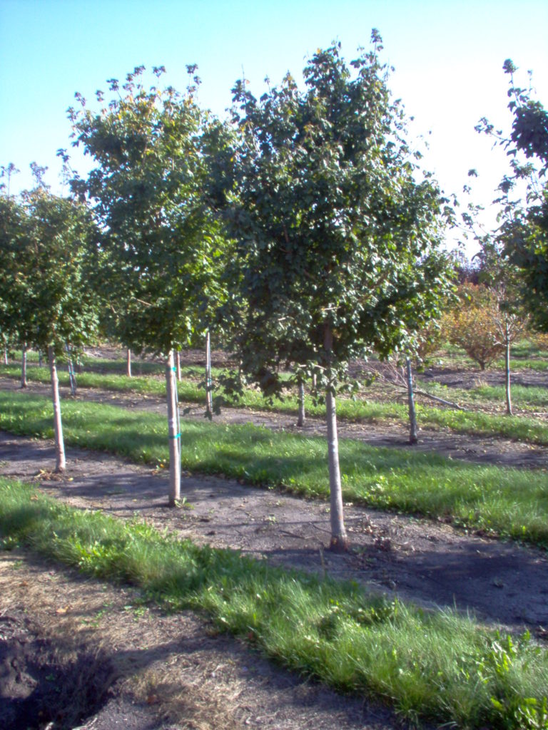 Emerald Queen Maple : 5.5 Inch | Breezy Hill Nursery