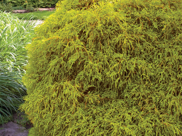 Golden Mops False Cypress : 3 Gallon | Breezy Hill Nursery