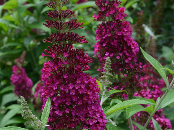 Funky Fuchsia Butterfly Bush : 2 Gallon | Breezy Hill Nursery