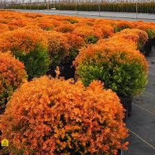 Fire Chief Arborvitae : 5 Gallon | Breezy Hill Nursery