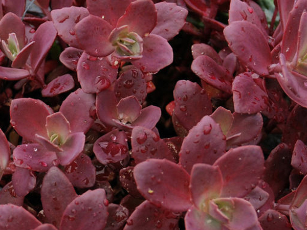 Sunsparkler Firecracker Sedum : 1 Gallon | Breezy Hill Nursery