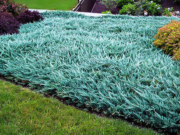 Blue Rug Juniper : 3 Gallon | Breezy Hill Nursery