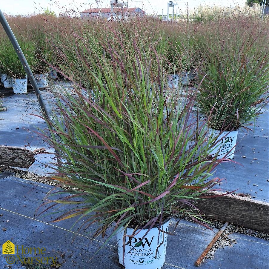 Cheyenne Sky Grass : 1 Gallon | Breezy Hill Nursery