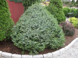Dwarf Serbian Spruce - Upright : 4 Foot | Breezy Hill Nursery
