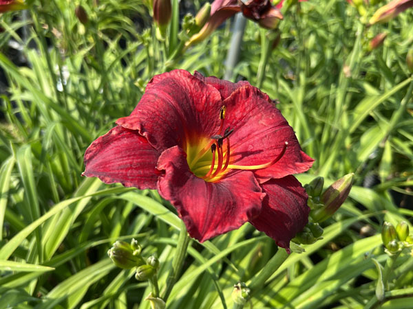 Emperors Royal Red Daylily : 1 Gallon | Breezy Hill Nursery