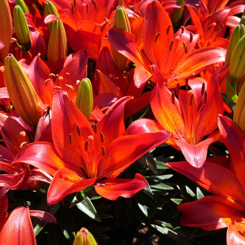 Red Matrix Lily : 1 Gallon | Breezy Hill Nursery