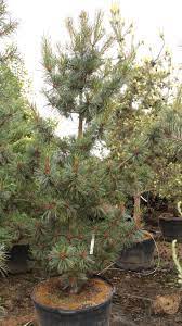 Anna Pine : 7 Foot | Breezy Hill Nursery