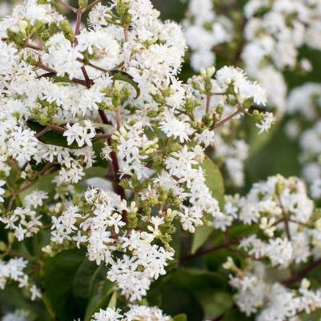 Seven-Son Flower Tree : 7 Foot | Breezy Hill Nursery
