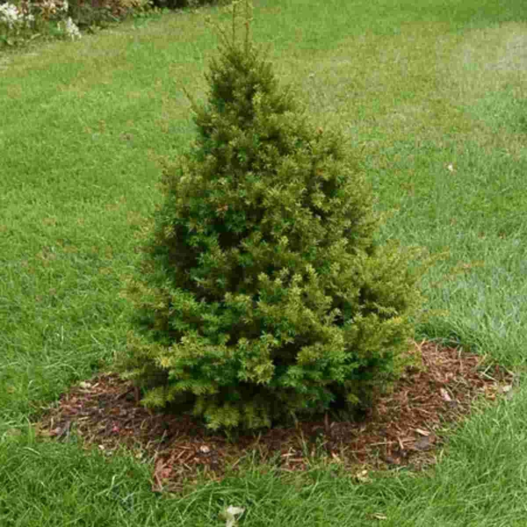 Capitata Japanese Yew : 5 Foot | Breezy Hill Nursery
